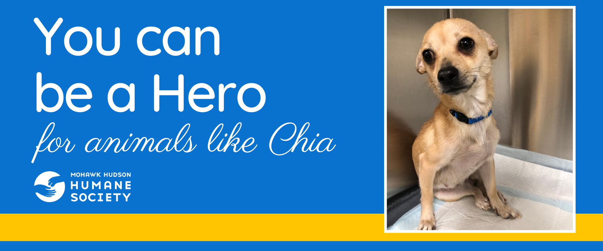 Chia | Mohawk Hudson Humane Society