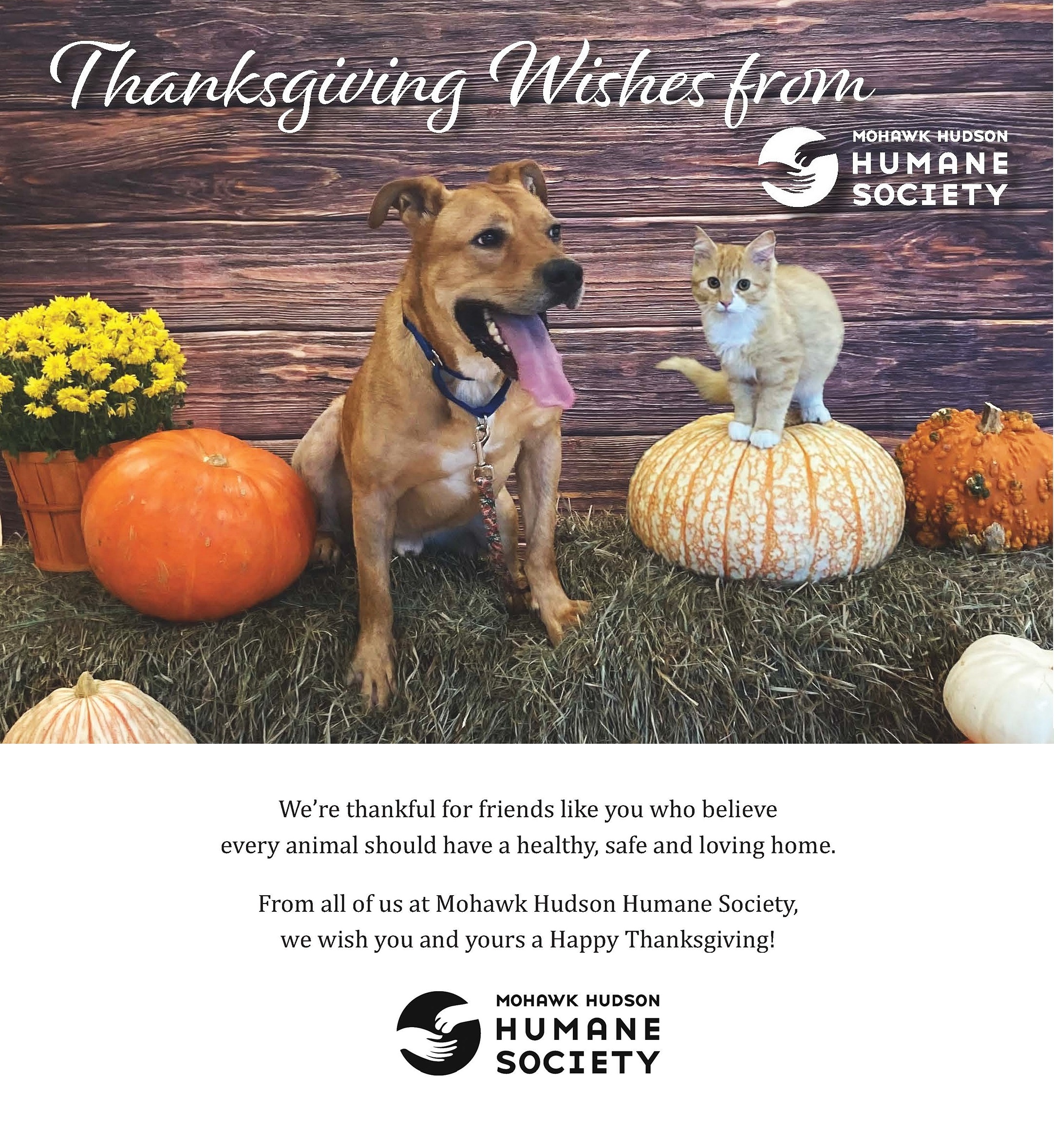 Thanksgiving | Mohawk Hudson Humane Society