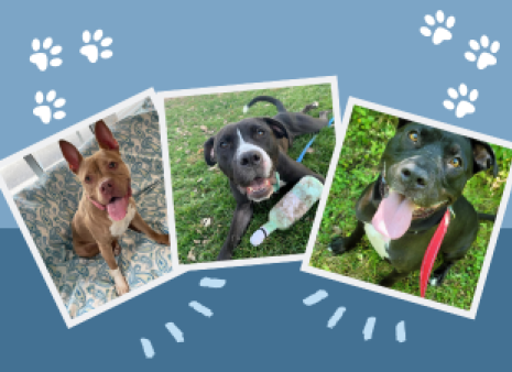 Extra Adoption Day | Mohawk Hudson Humane Society