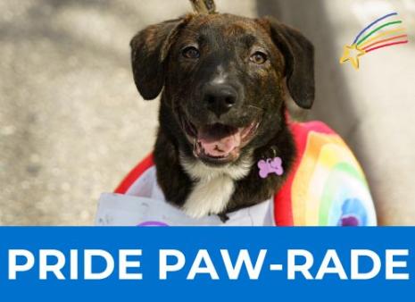 Pride Paw-rade | Mohawk Hudson Humane Society